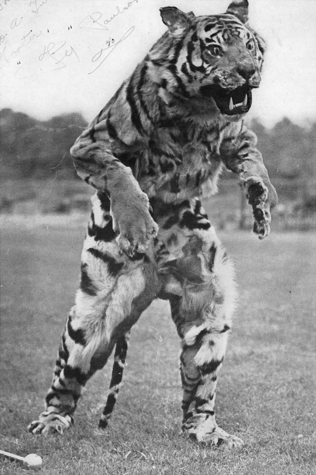Obie the Tiger - Massillon Tiger Swing Band